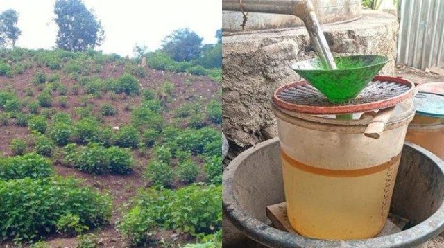 Harga Nilam di Sulawesi Hari Ini, Kapan Lagi Melebihi 2 Juta? - Ikabari